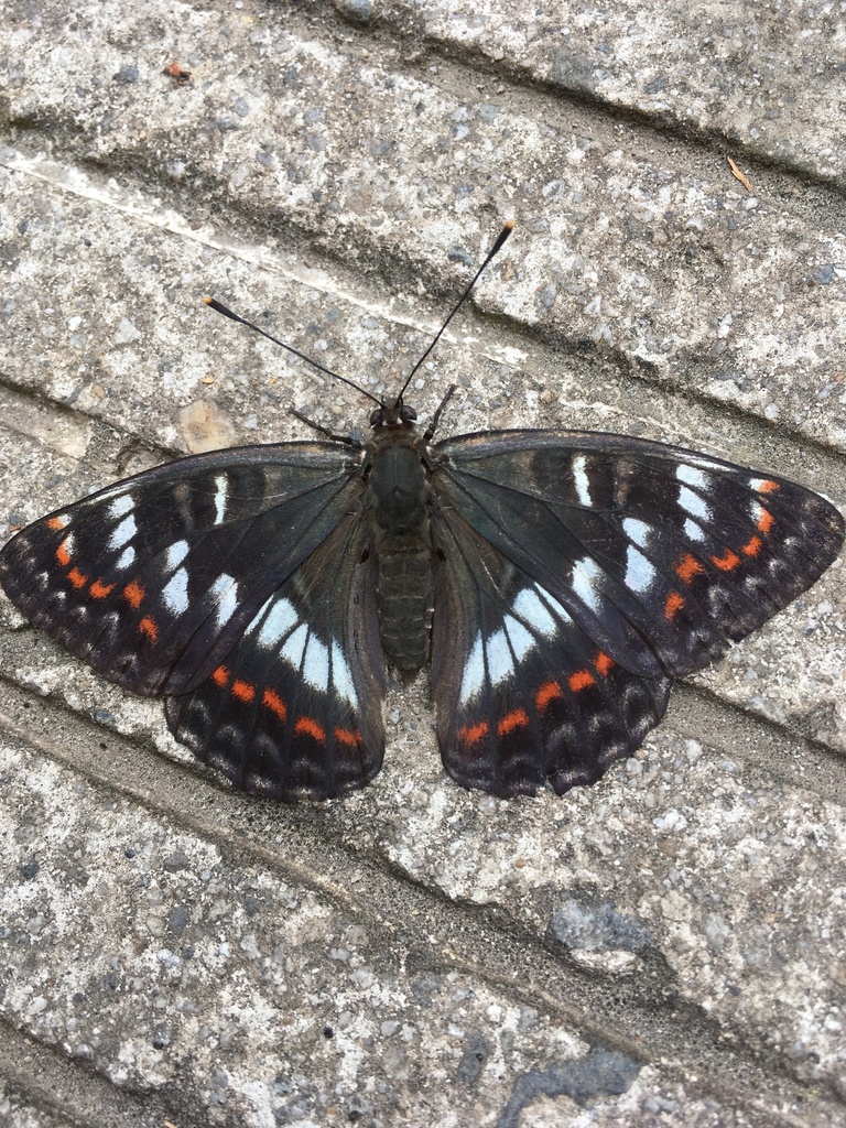 Chalinga pratti in July 2018 by Elle Xu · iNaturalist