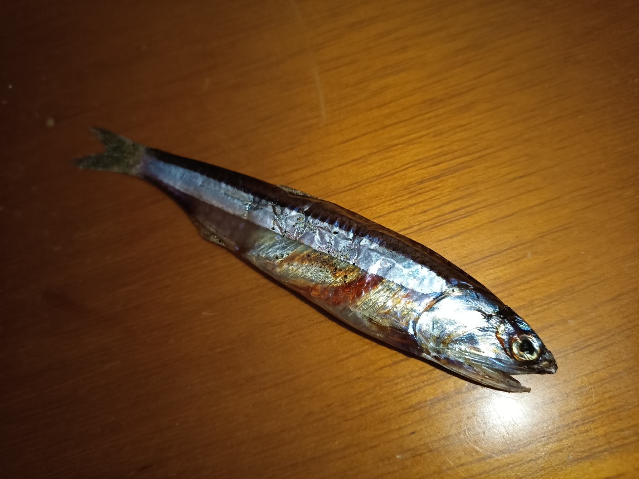 Anchoa nasus (Kner & Steindachner, 1867)