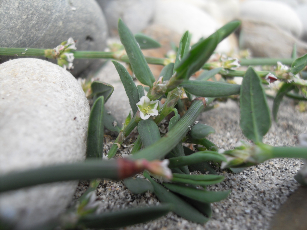 Polygonum oxyspermum raii (Flore des bancs coquilliers d'Ille-et ...