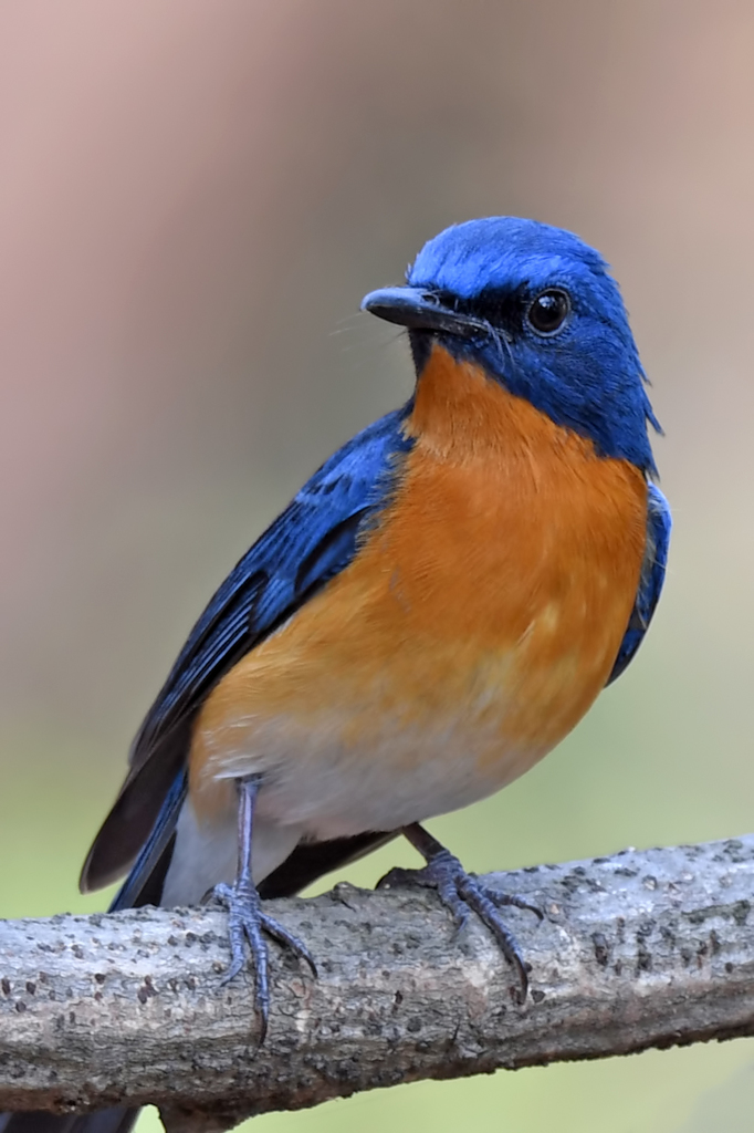 Tickell's Blue Flycatcher (Birds of Babukhan Solitare) · iNaturalist