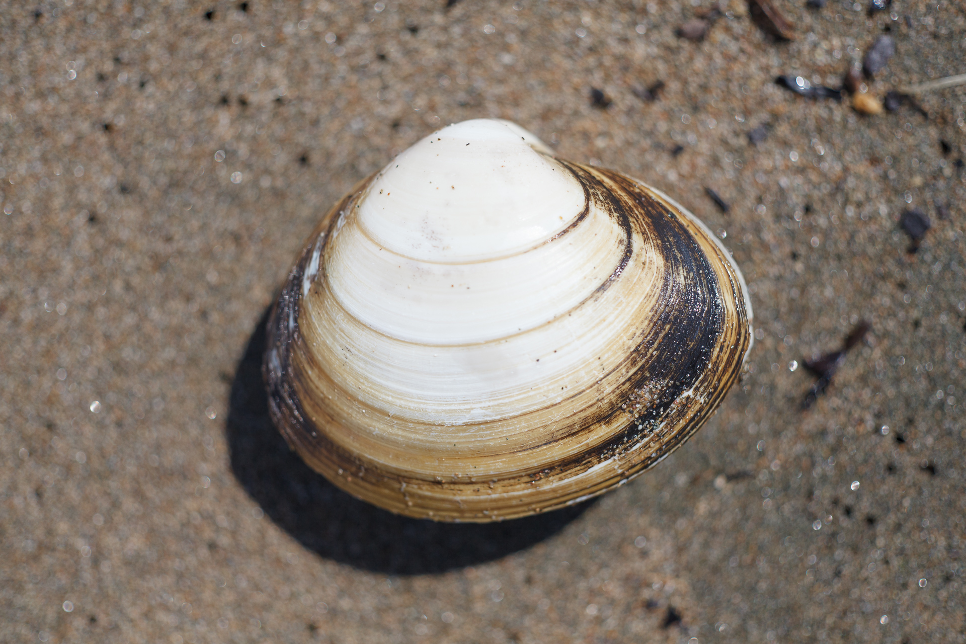 Spisula sachalinensis (Schrenck, 1862)