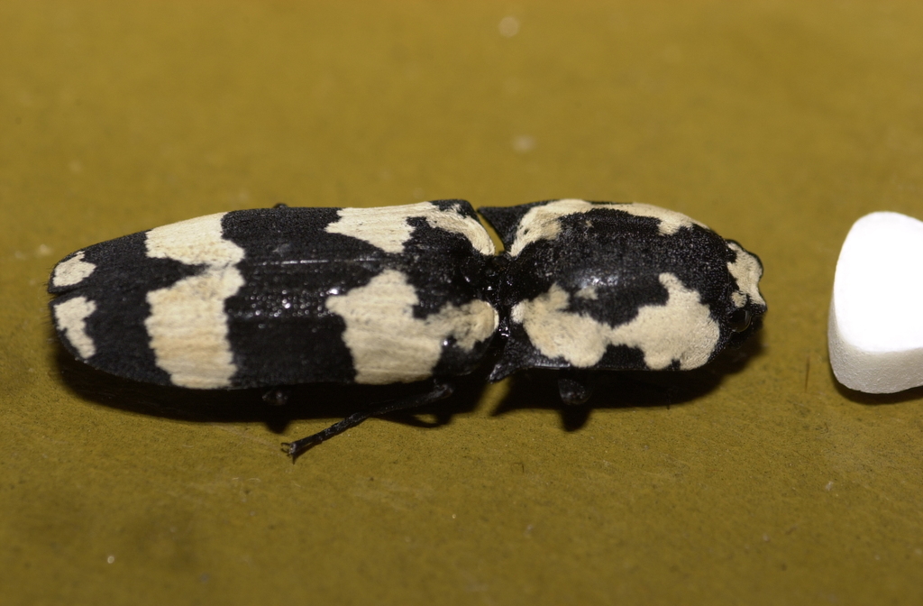 Harlequin Click Beetle from Zambezi Region, Namibia on December 2, 2002 ...