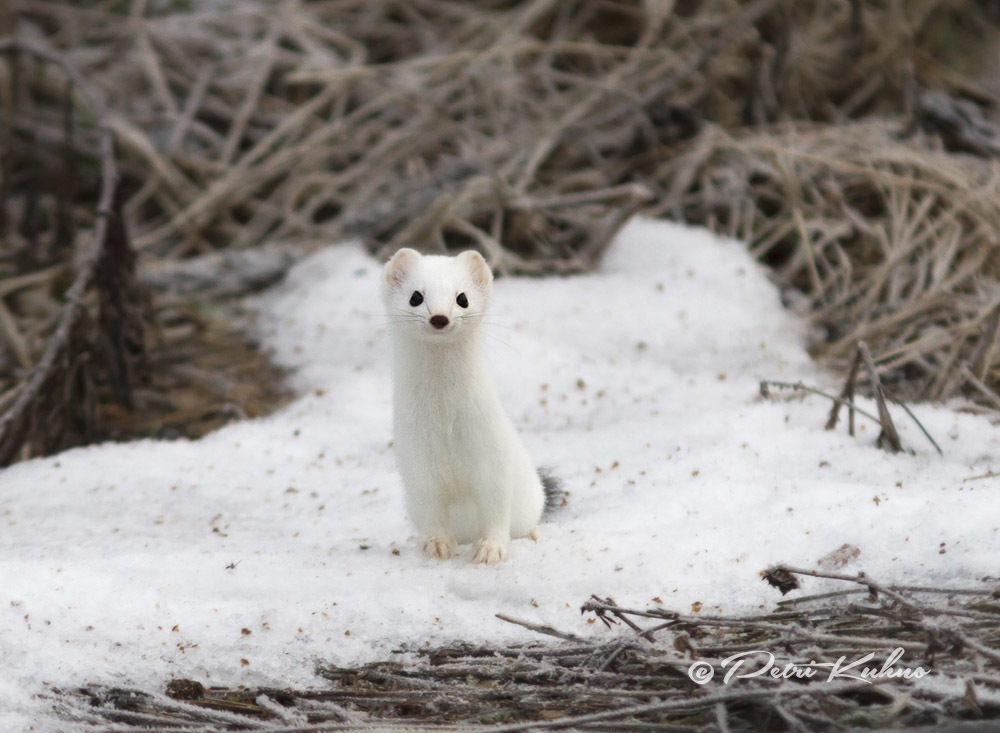 Eurasian Stoat from Piilolanniemi, Äänekoski, Suomi on January 11, 2020 ...