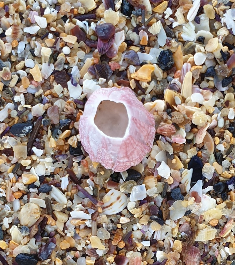 Megabalanus from Sydney NSW, Australia on February 21, 2021 at 06:01 PM ...