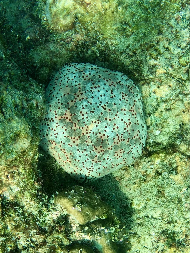 Spiny Cushion Star from Strait of Malacca, Phuket, TH on February 21 ...