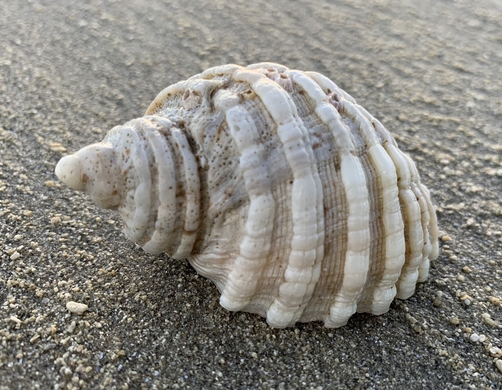 Cart-Rut Shell (Intertidal and Coastal Species of the East Coast Bays ...