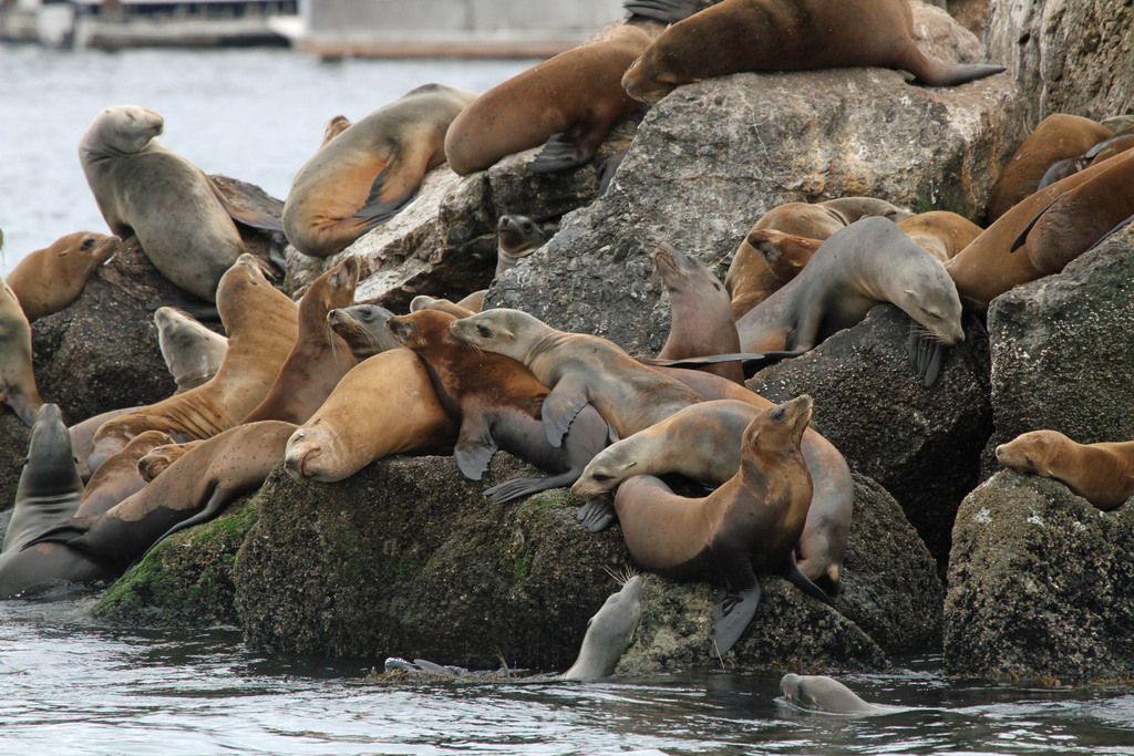 Pinnipeds (Phocoidea) - Know Your Mammals