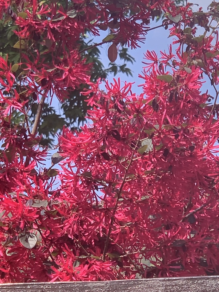 Red Strap Flower from Tai Au Mun Road, Clear Water Bay, New Territories ...