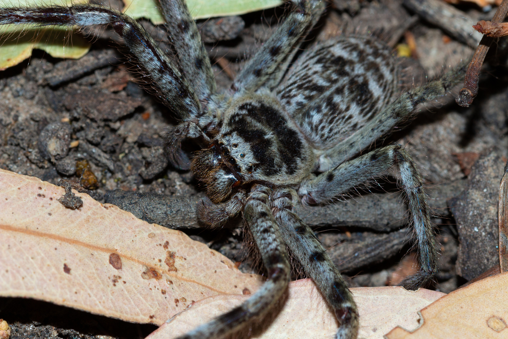 Banded Huntsman Spiders from Wargan VIC 3505, Australia on March 10 ...