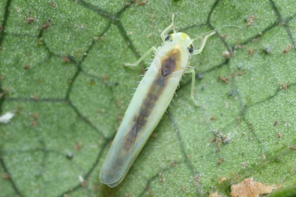 Alebroides hachijonis from Hachiōji, Tokyo, Japan on February 14, 2021 ...