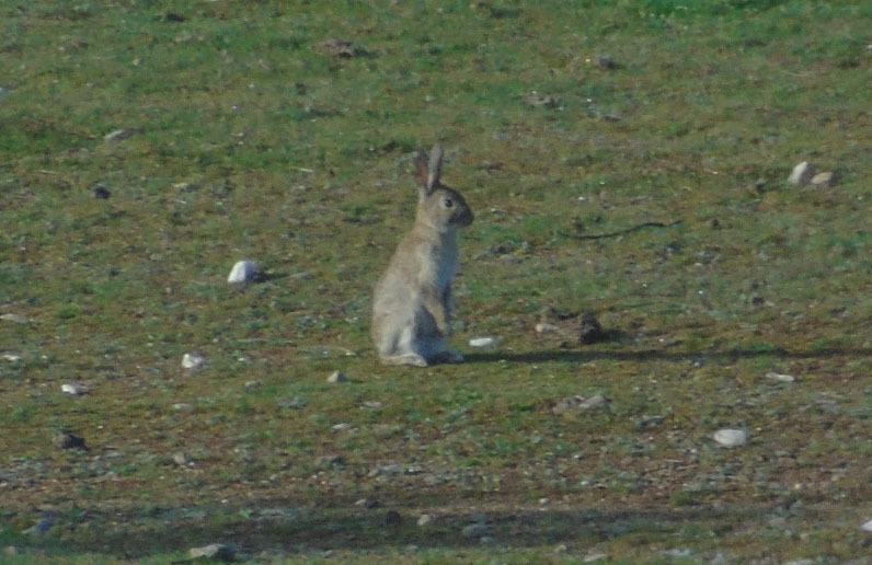 European Rabbit in February 2021 by joseamatesanz-anapri · iNaturalist