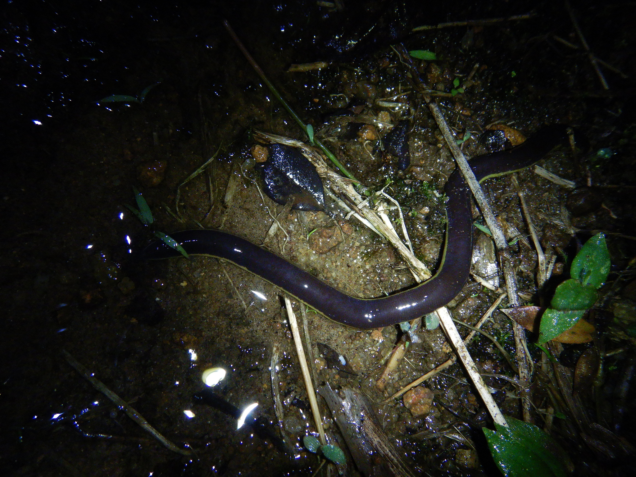 Ichthyophis glutinosus (Linnaeus, 1758)