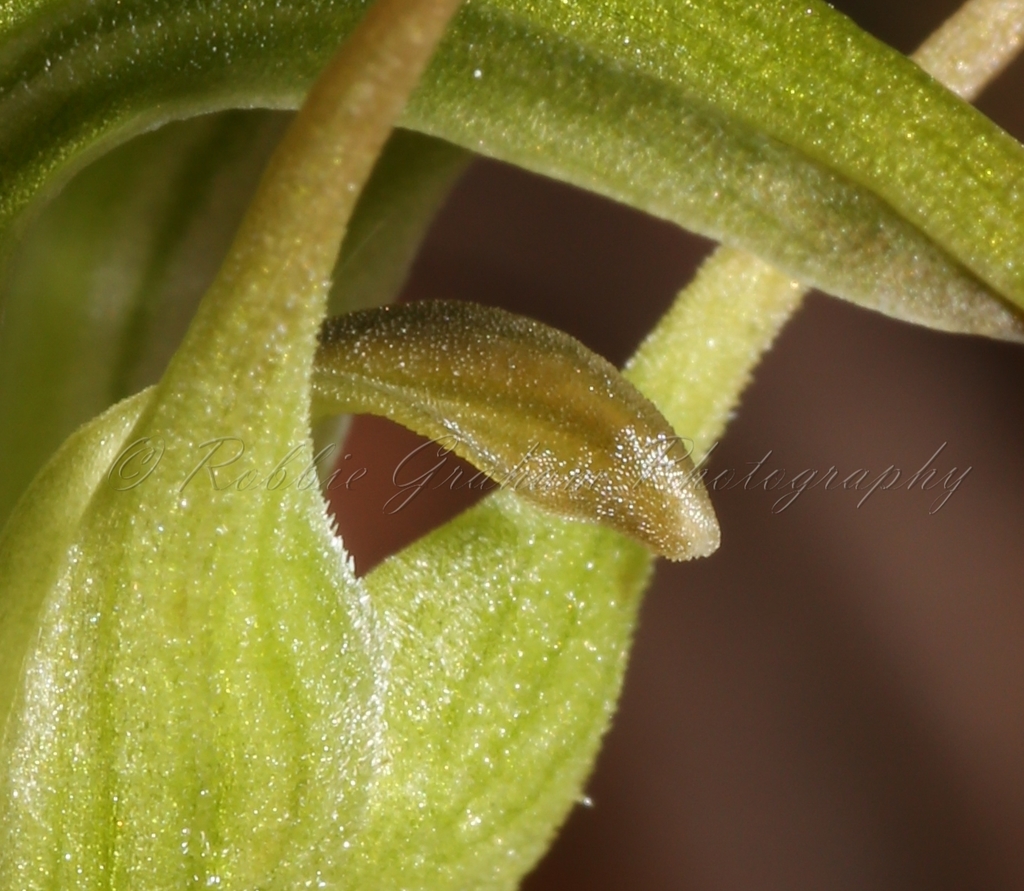 New Zealand mountain greenhood from Pureora Forest Park, NZ-WK-TP, NZ ...