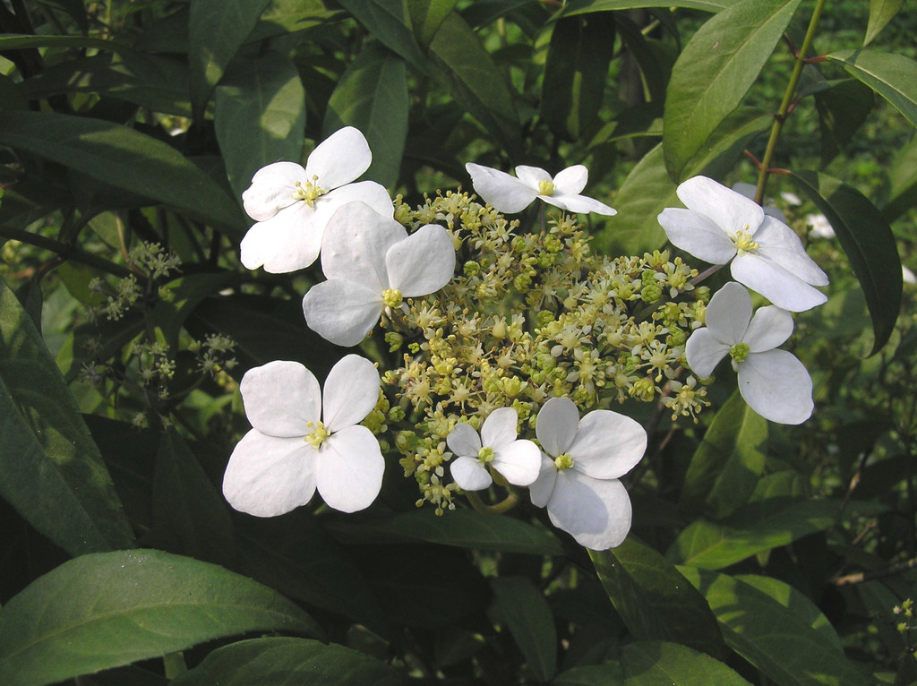 Chinese Hydrangea (Hydrangea chinensis) - Botanical Realm