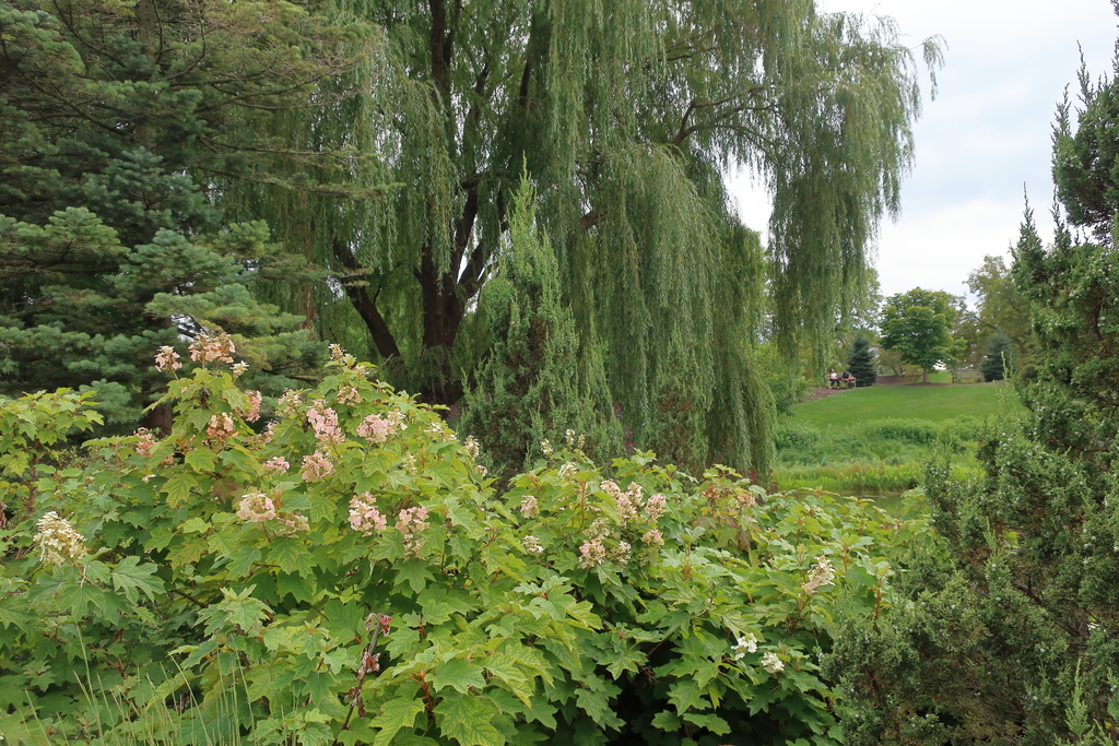 Chinese Hydrangea (Hydrangea chinensis) - Botanical Realm