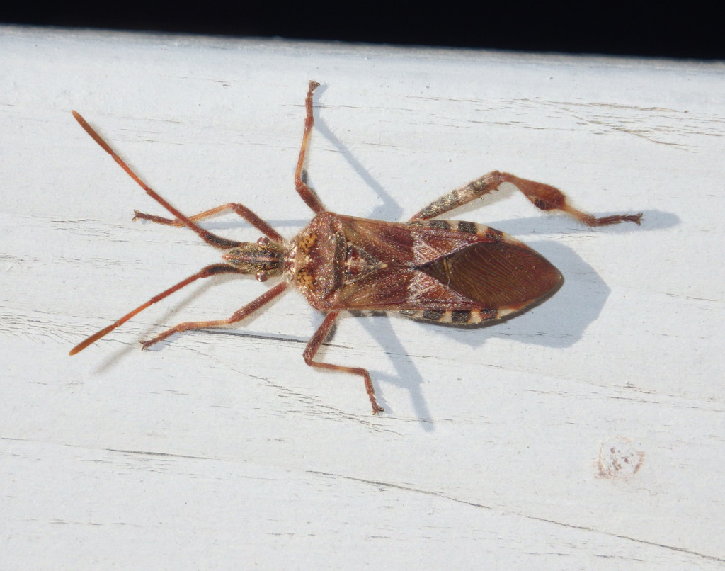 chinche americana del pino desde Scheidterbergstraße, 66133 Saarbrücken ...