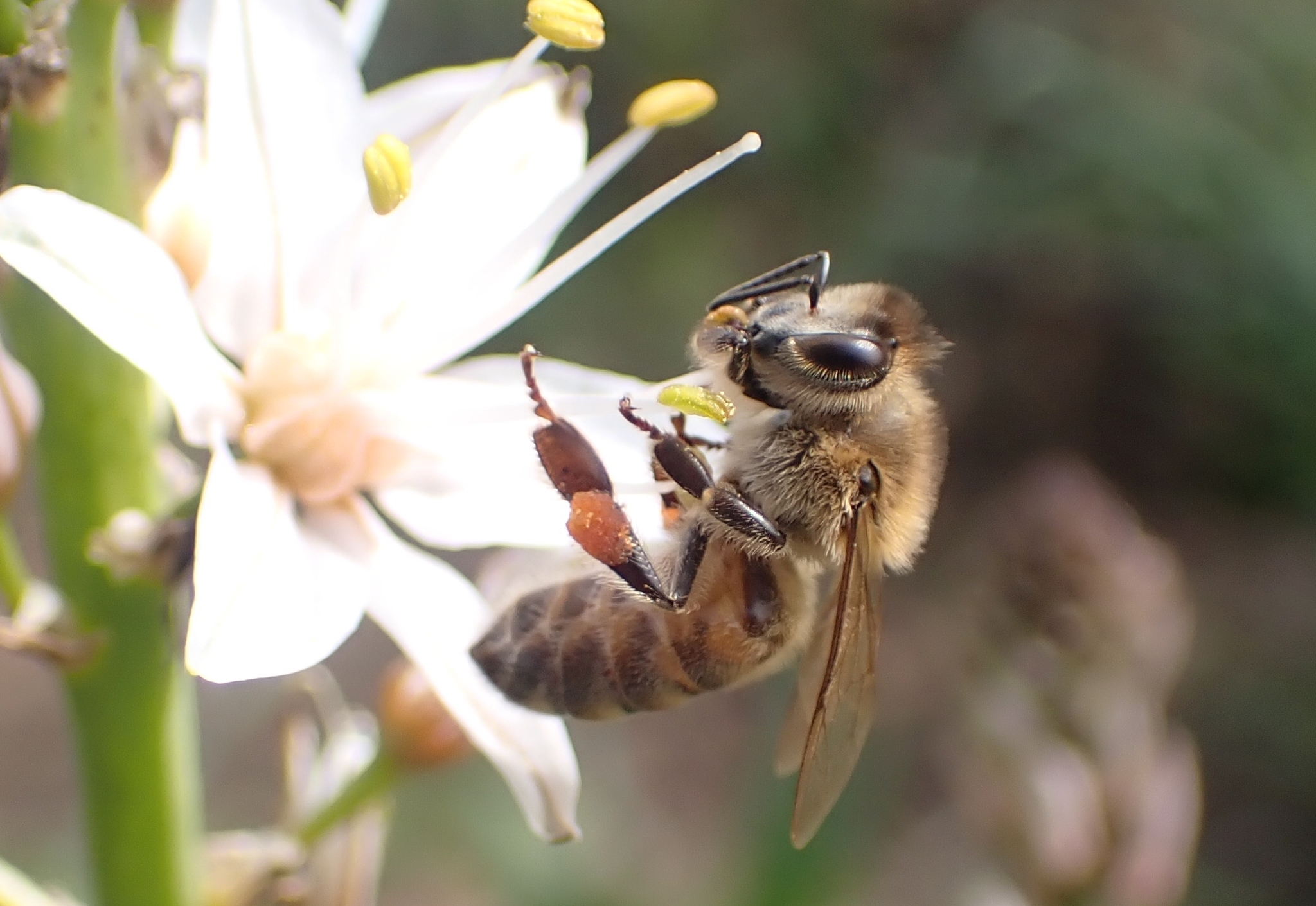 Apis mellifera anatoliaca Maa, 1953