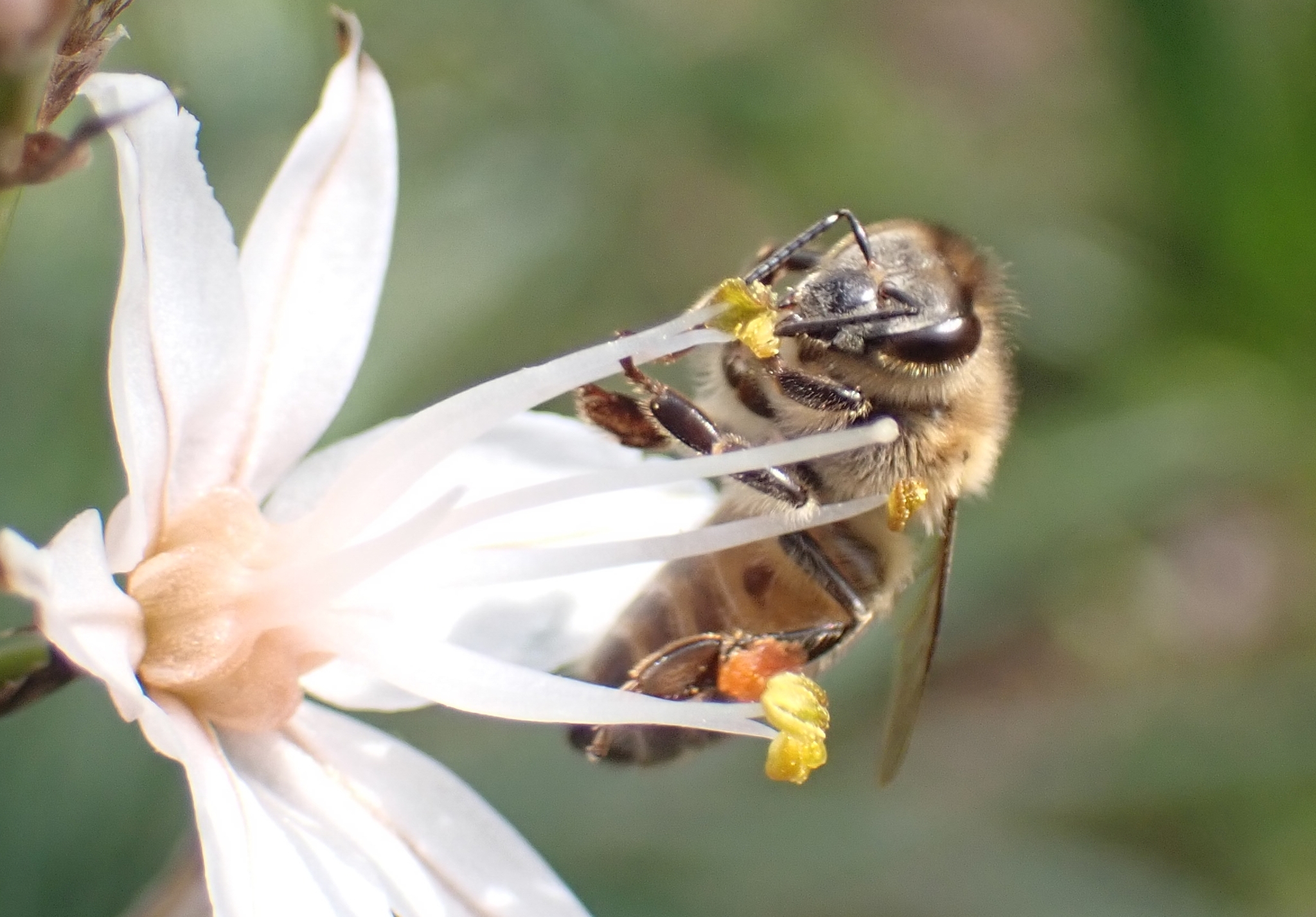 Apis mellifera anatoliaca Maa, 1953