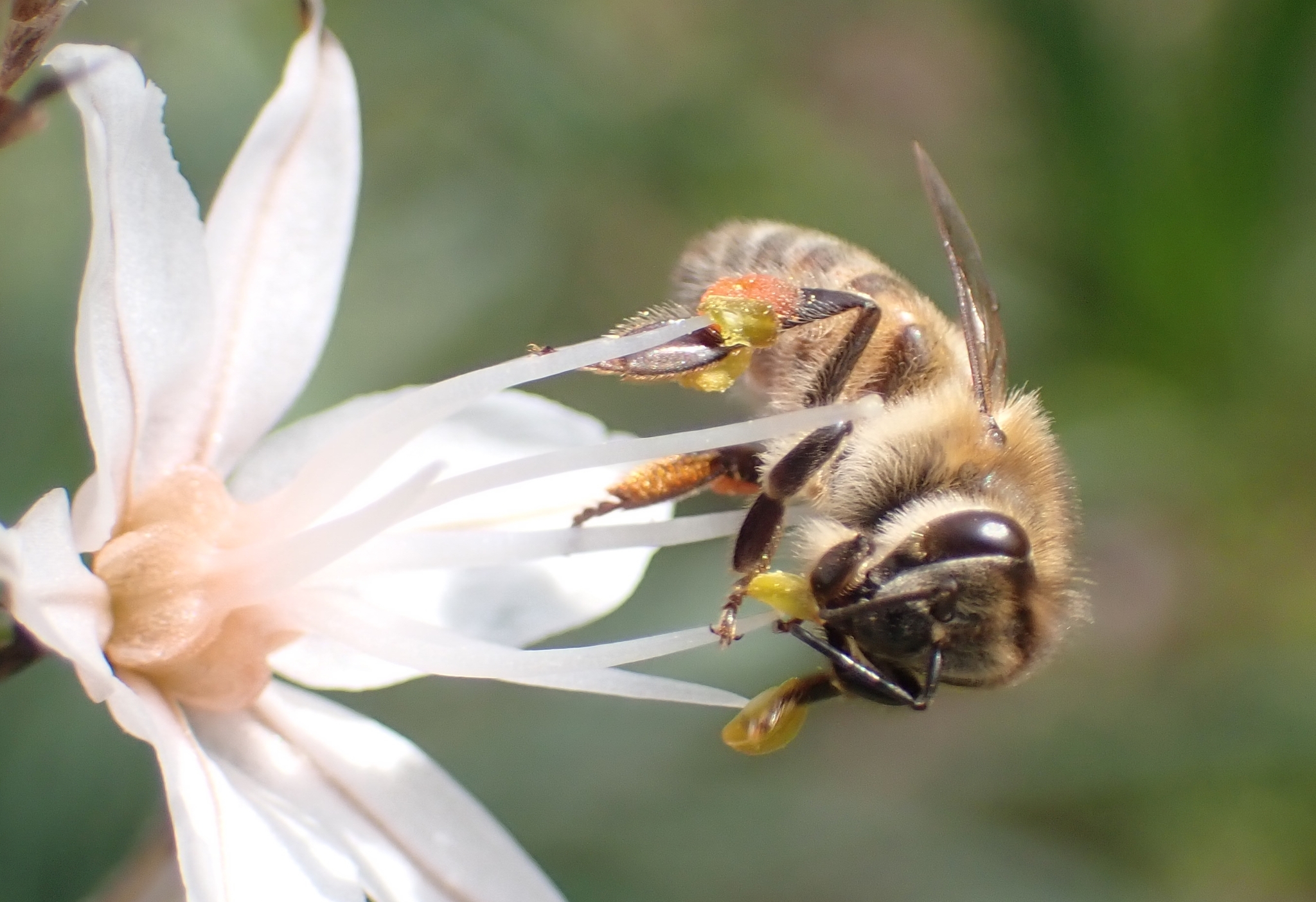 Apis mellifera anatoliaca Maa, 1953