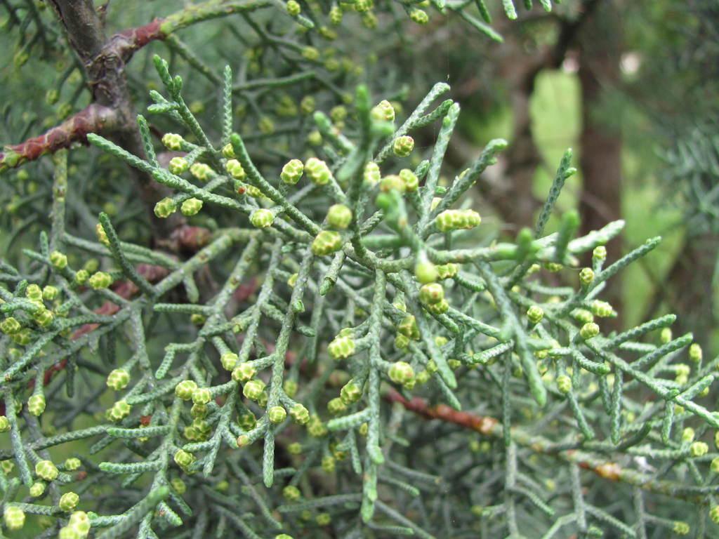Bhutan cypress (Cupressus cashmeriana) - Botanical Realm