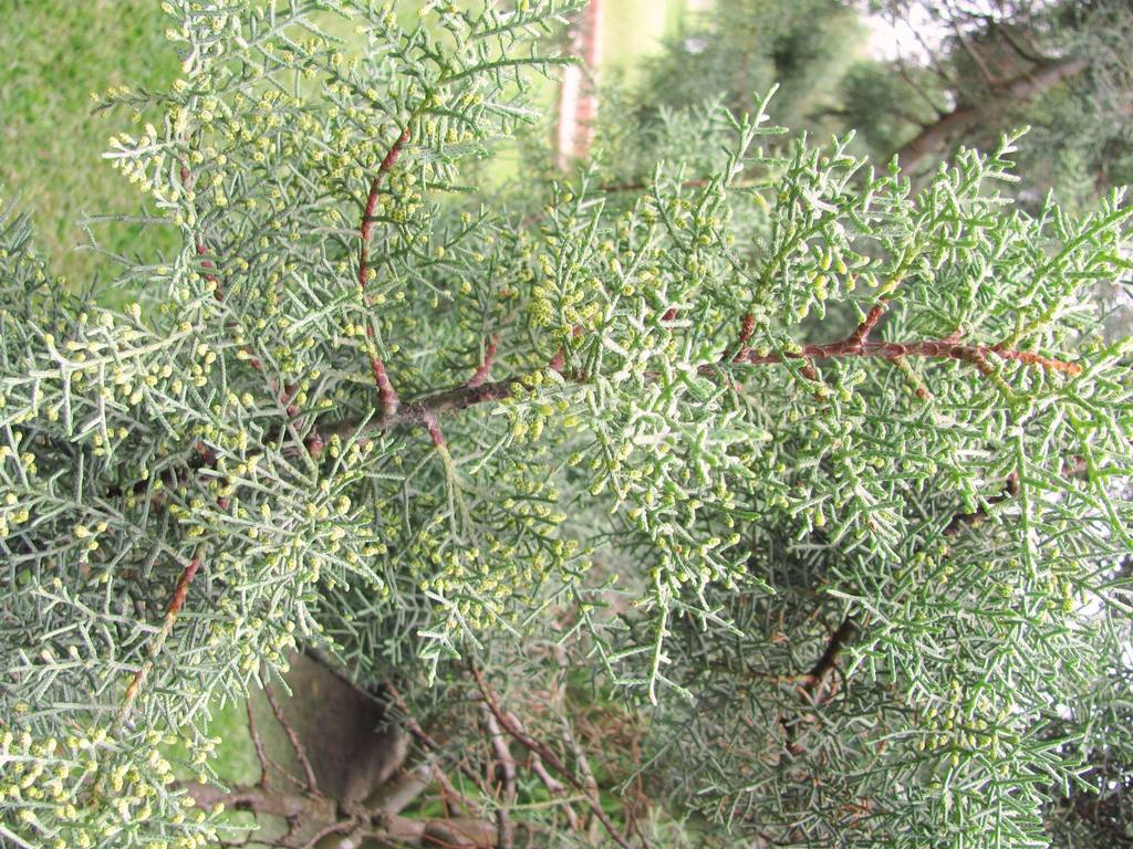 Bhutan cypress (Cupressus cashmeriana) - Botanical Realm