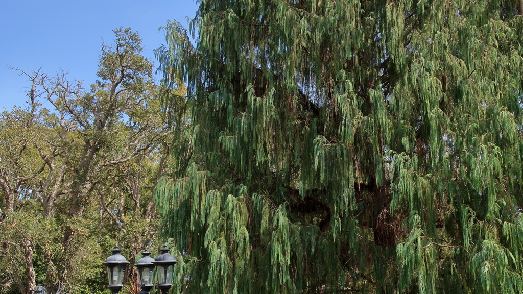 Bhutan cypress (Cupressus cashmeriana) - Botanical Realm