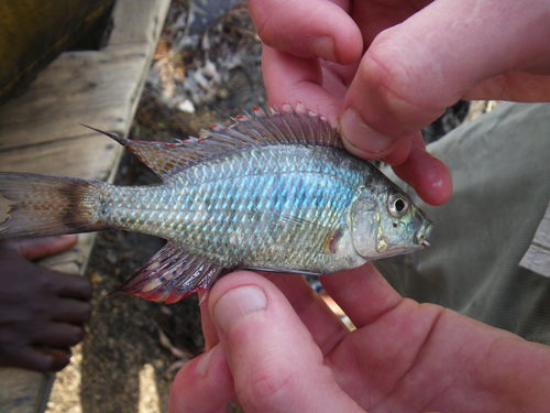 Lethrinops chilingali · iNaturalist United Kingdom