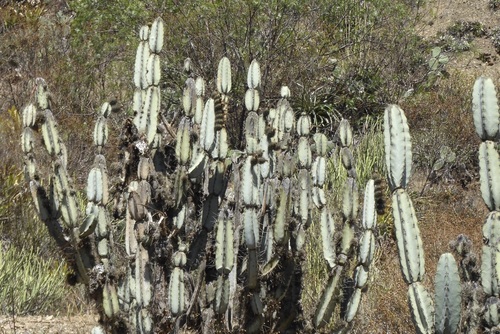 Armatocereus mataranus · iNaturalist