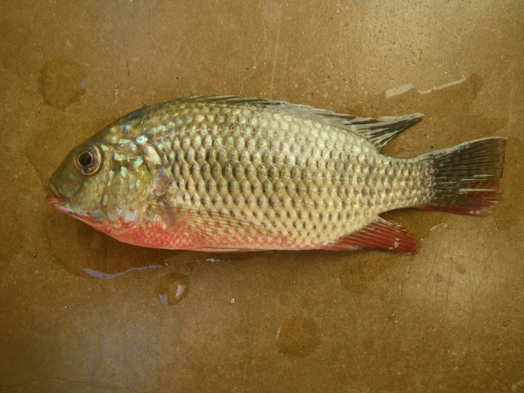Redbreast Tilapia (Coptodon rendalli) - Marine Life Identification