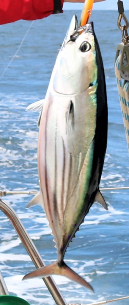 Skipjack Tuna from Simon's Town, Cape Town, 7975, South Africa on ...