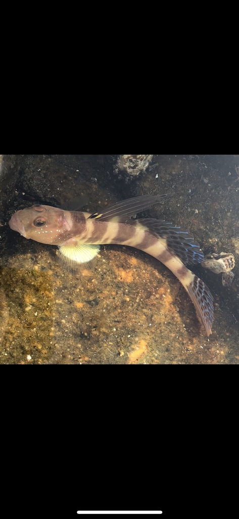 Filamentous shrimpgoby (Myersina filifer) - Marine Life Identification