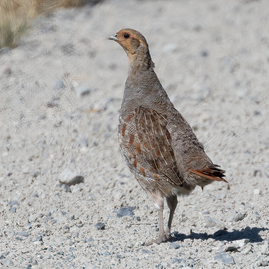 Gray Partridge from Okanogan County, WA, USA on August 31, 2018 at 11: ...