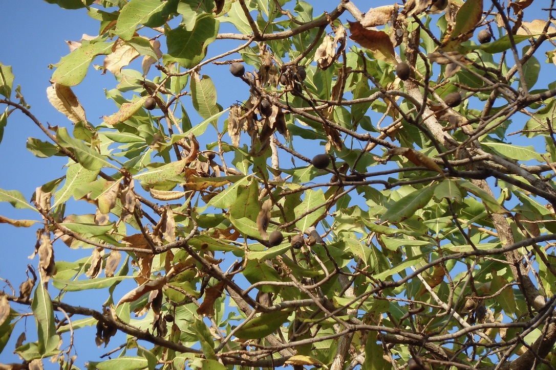 Terminalia macroptera Guill. & Perr.