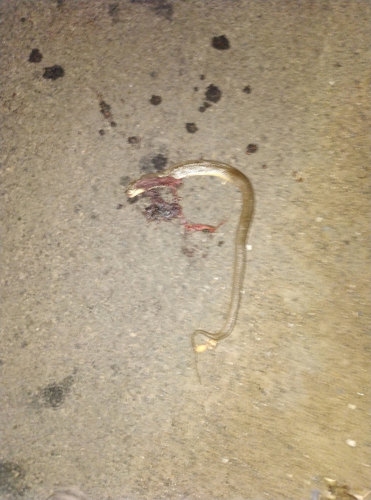 Split Keelback in February 2021 by Hopeland · iNaturalist