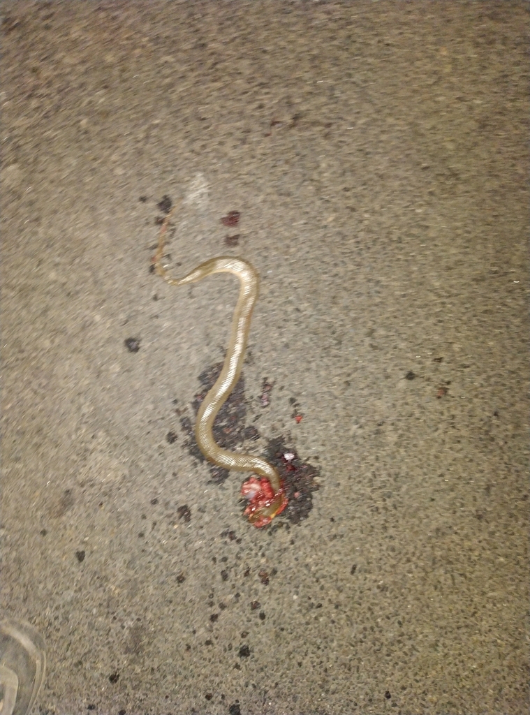 Split Keelback in February 2021 by Hopeland · iNaturalist