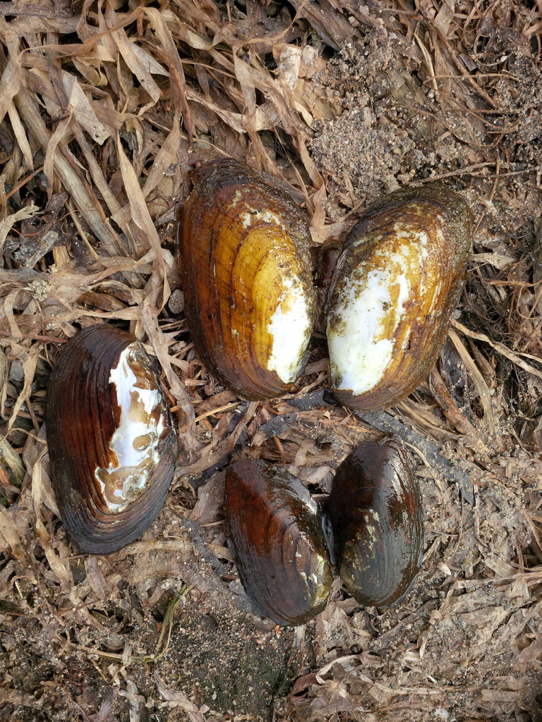 Eastern Elliptio from Sunset Acres, Fredericton, NB, Canada on ...