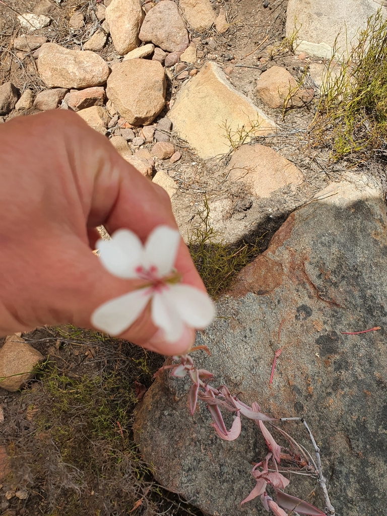 Spearleaf Storksbill from Fonteintjiesberg, Worcester, WC, South Africa ...