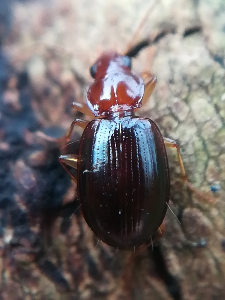 Ocys tachysoides from 22950 Trégueux, France on February 21, 2021 at 12 ...