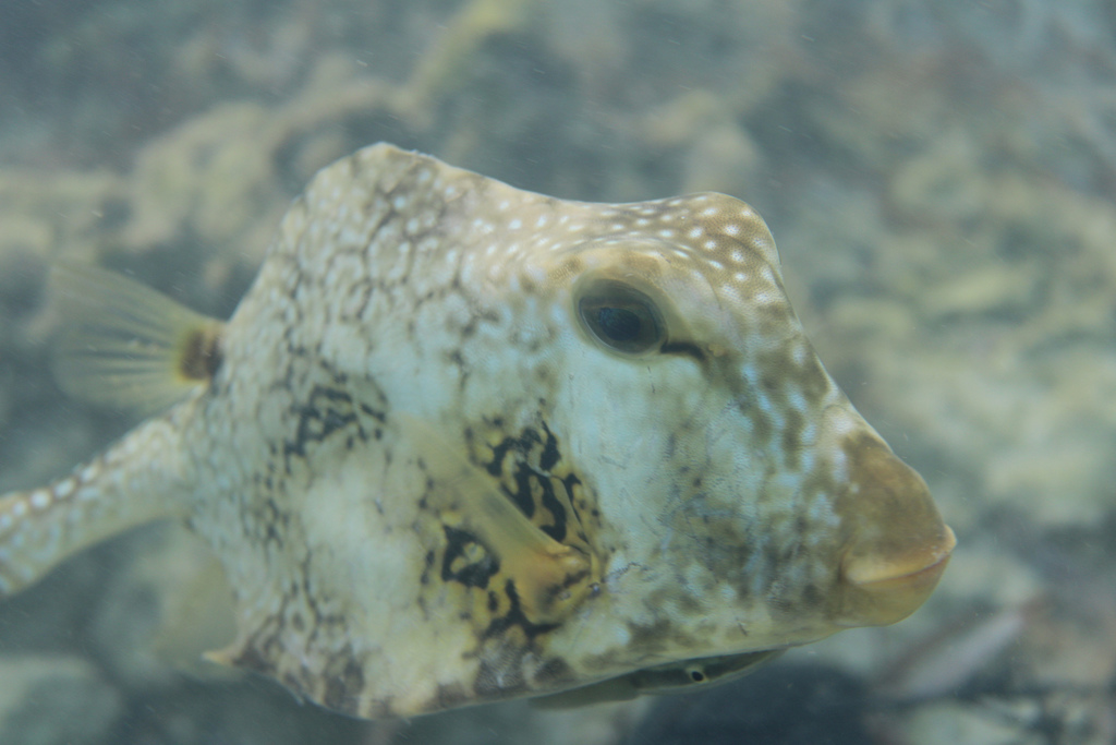 Buffalo Trunkfish (Lactophrys trigonus) - Marine Life Identification