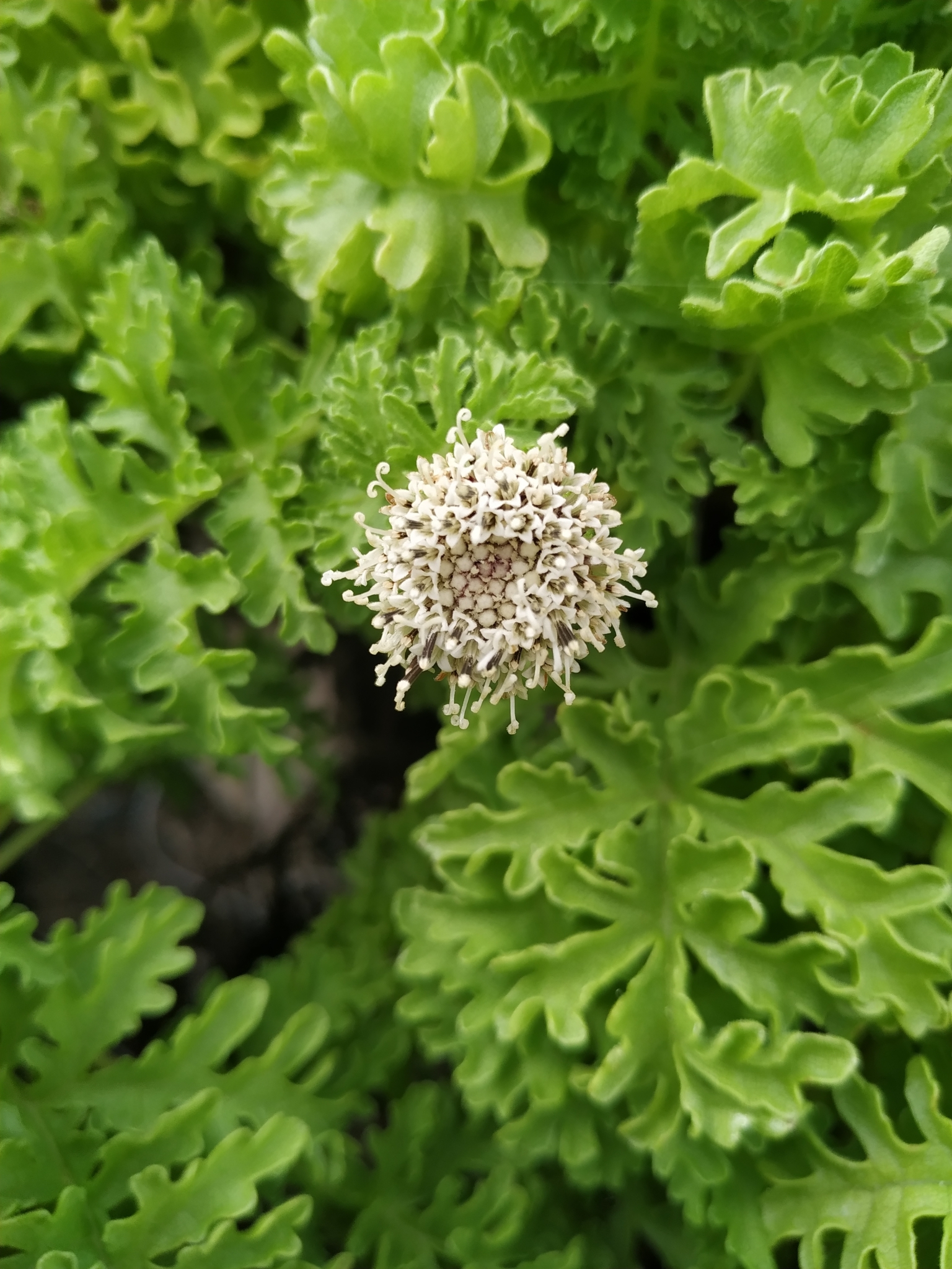 Scalesia helleri B.L.Rob.