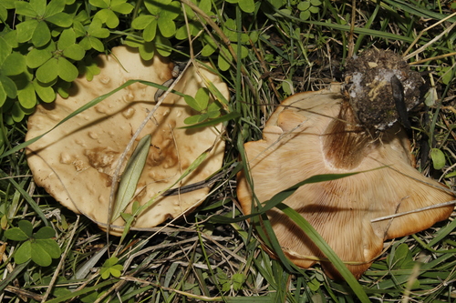 Leucopaxillus macrocephalus · iNaturalist