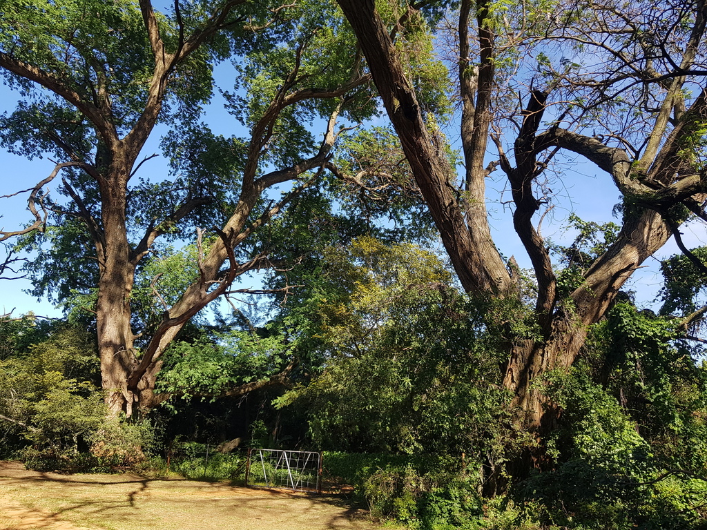 monkey thorn (Magnoliopsida (Dicots) of the Mfolozi River catchment ...