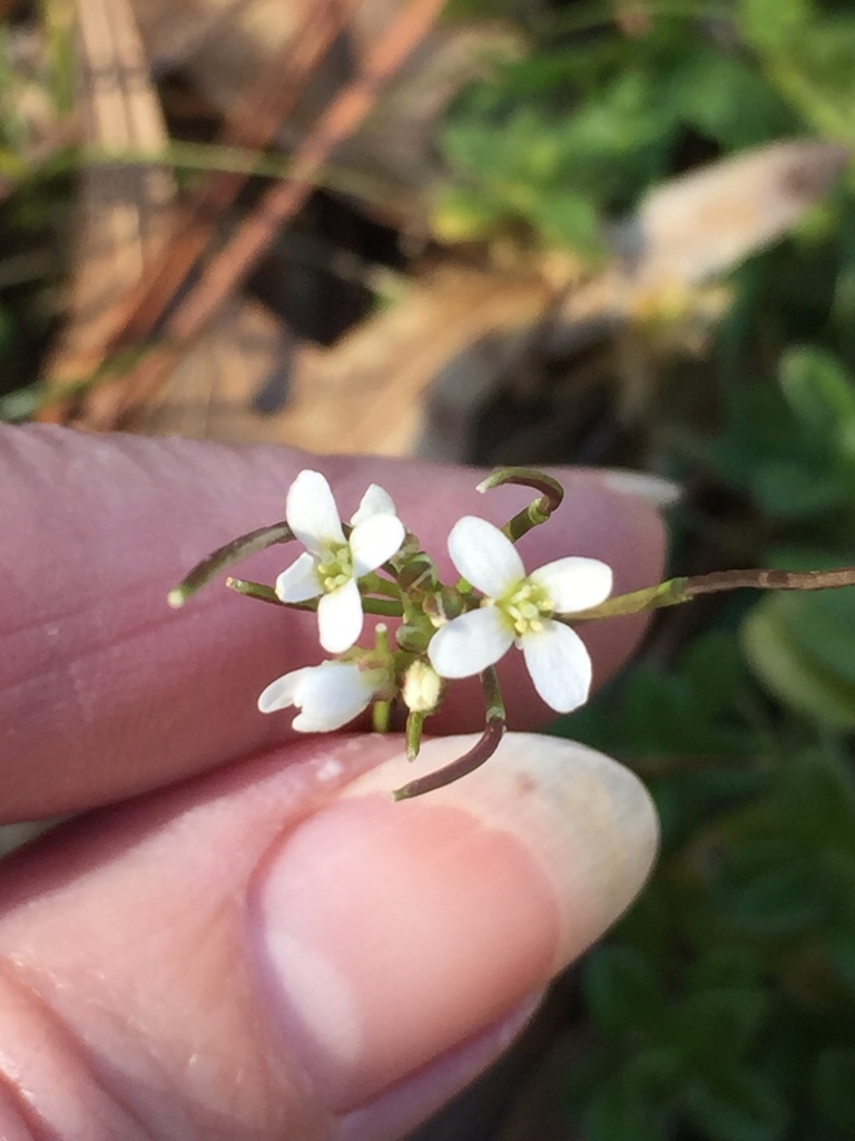 mouse-ear cress from Indian Hills Ct, Marietta, GA, US on February 21 ...