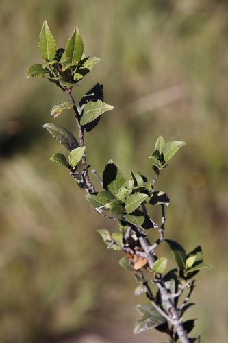 Kei Redpear (Scolopia flanaganii) · iNaturalist