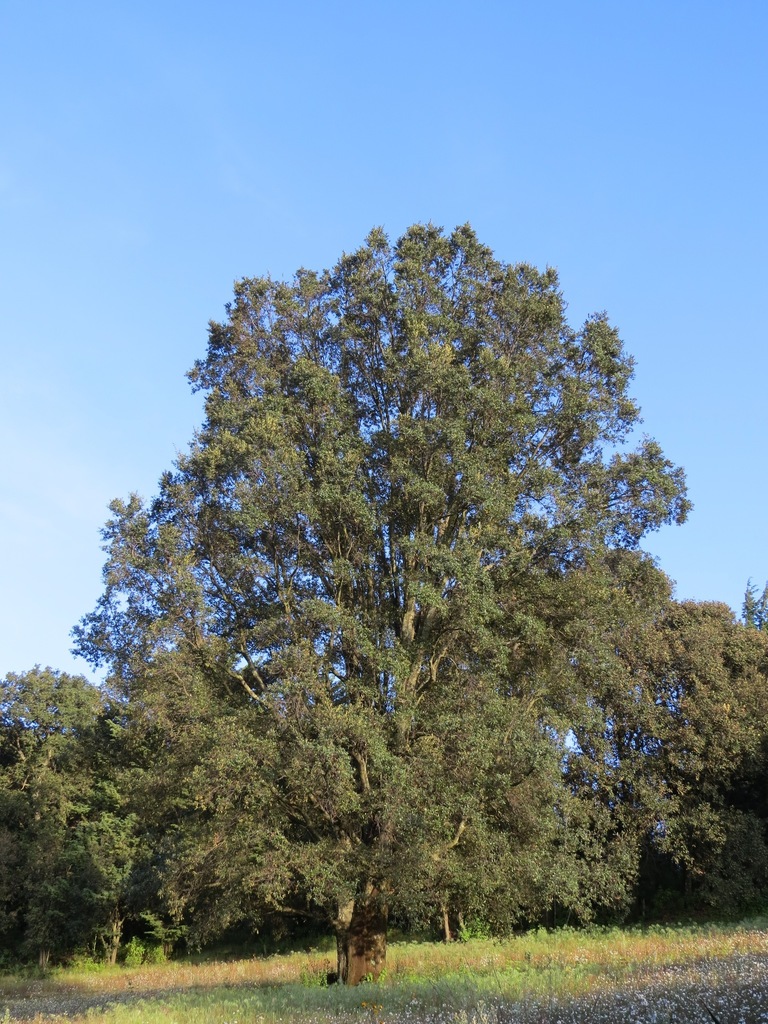 Quercus laurina from Camino a la Marina, Ciudad de México, CDMX, México ...