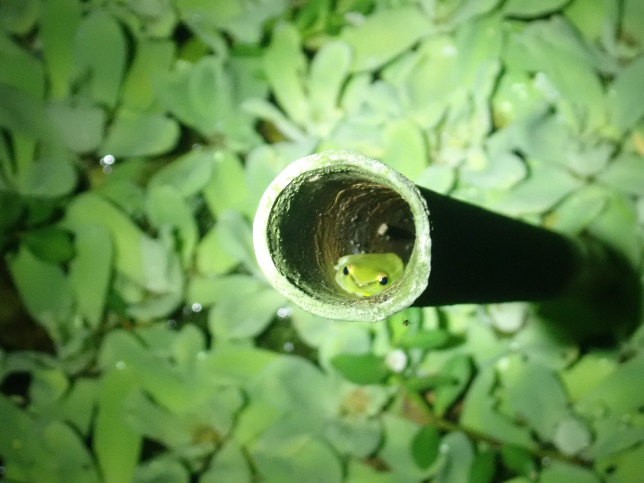 Sphaenorhynchus lacteus (Daudin, 1800)