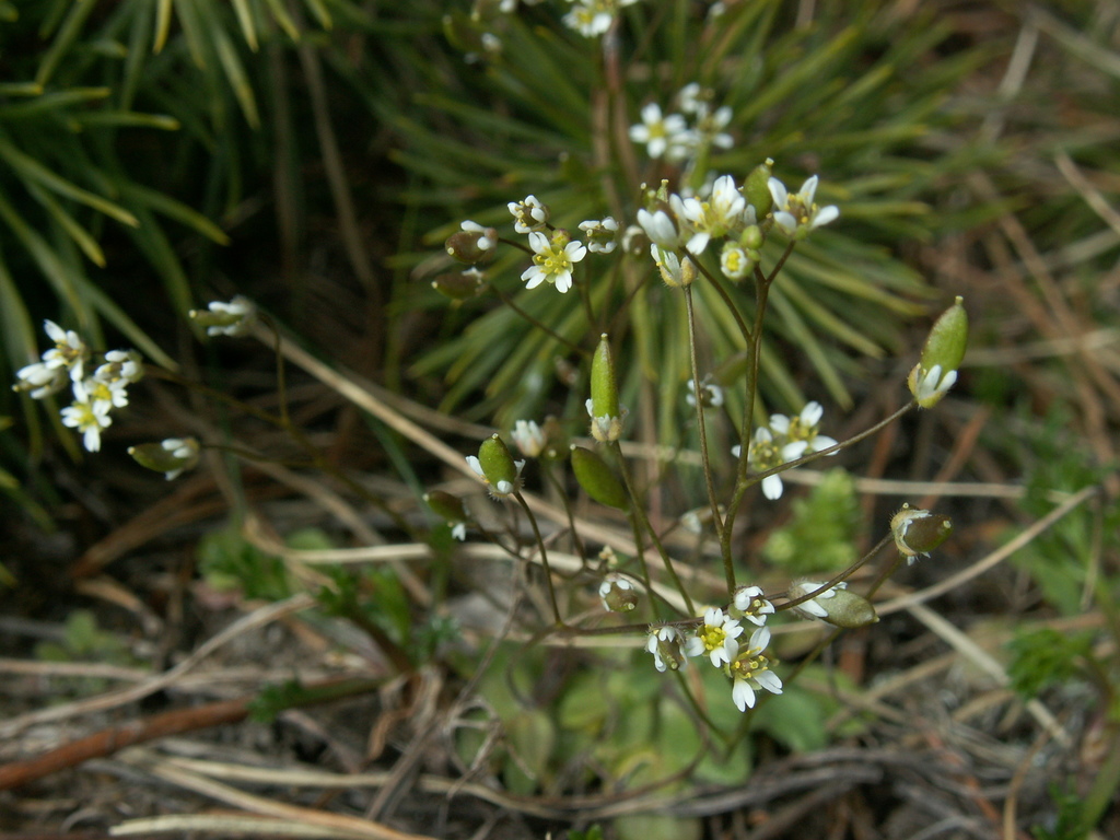 Common Whitlowgrass from Серпуховский р-н, Московская обл., Россия on ...