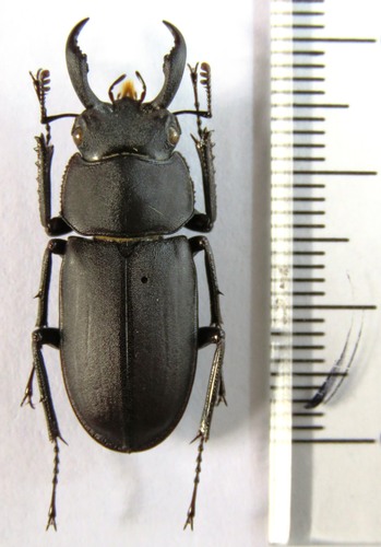 Rhaetulus recticornis · iNaturalist