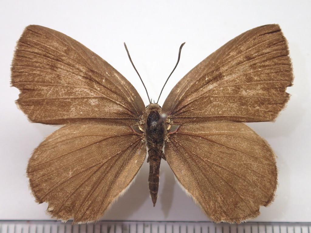 Niphanda fusca in July 1995 by Y. Kawabe · iNaturalist