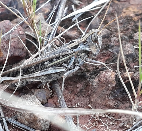 Rhammatocerus brunneri · iNaturalist